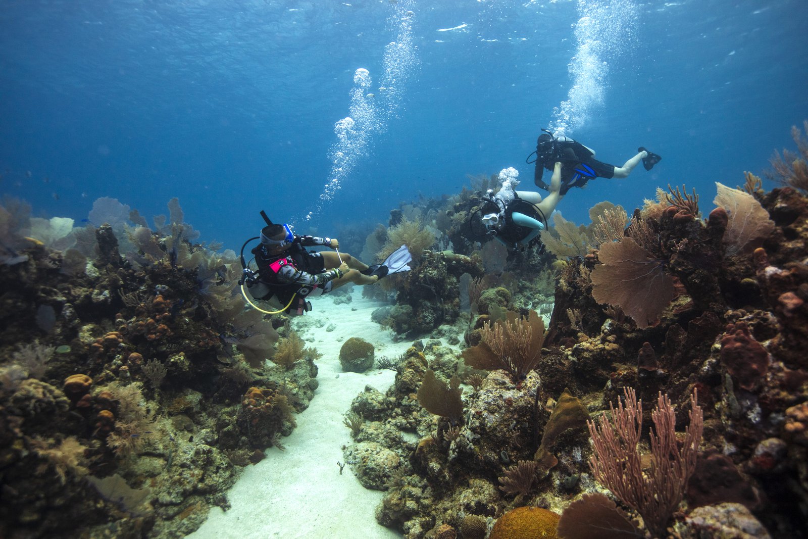 Scuba Diving John Pennekamp Coral Reef State Park Permits - State Parks