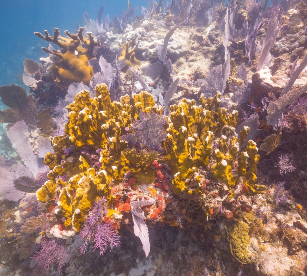 John Pennekamp Coral Reef Dive & Snorkeling Tours | Silent World