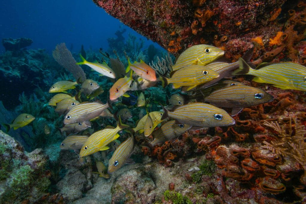 Meet the "Big 5" of the Keys Reefs: The Iconic Marine Life You’ll See ...